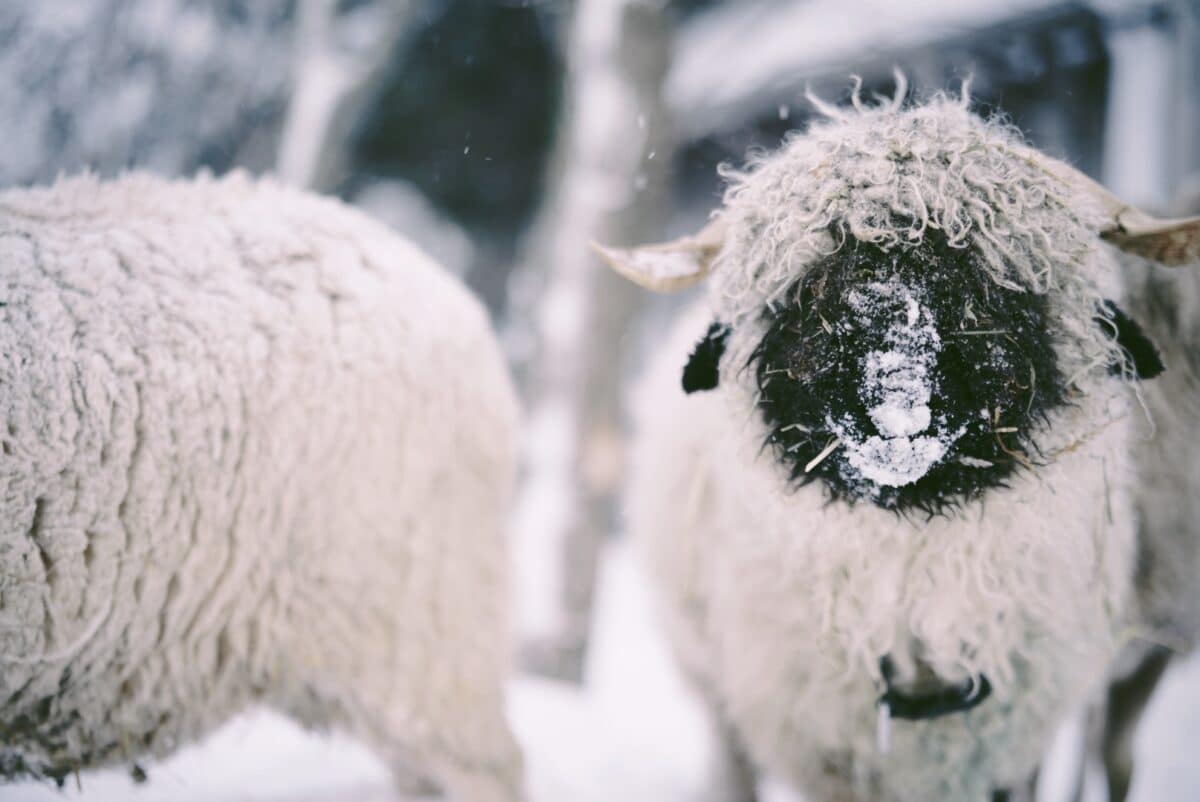 How To Find Joy On Hard Days: Free Joy Calendar 2026 - Ann Voskamp